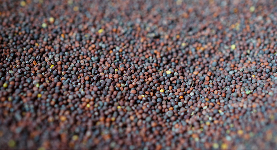 From Seed to Oil: CPM's Canola Processing in Action